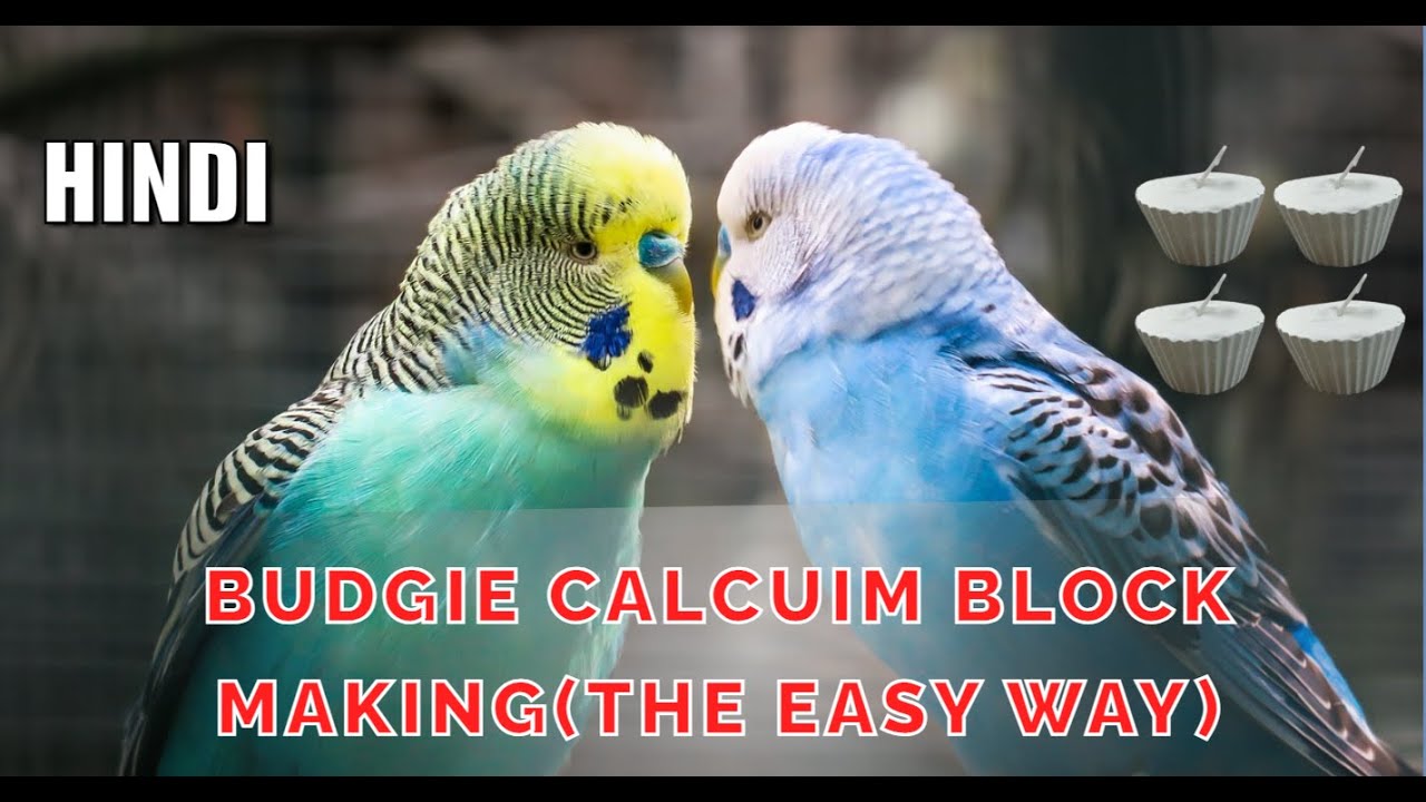 How To make Calcium Block For Birds (Easy Method) - YouTube