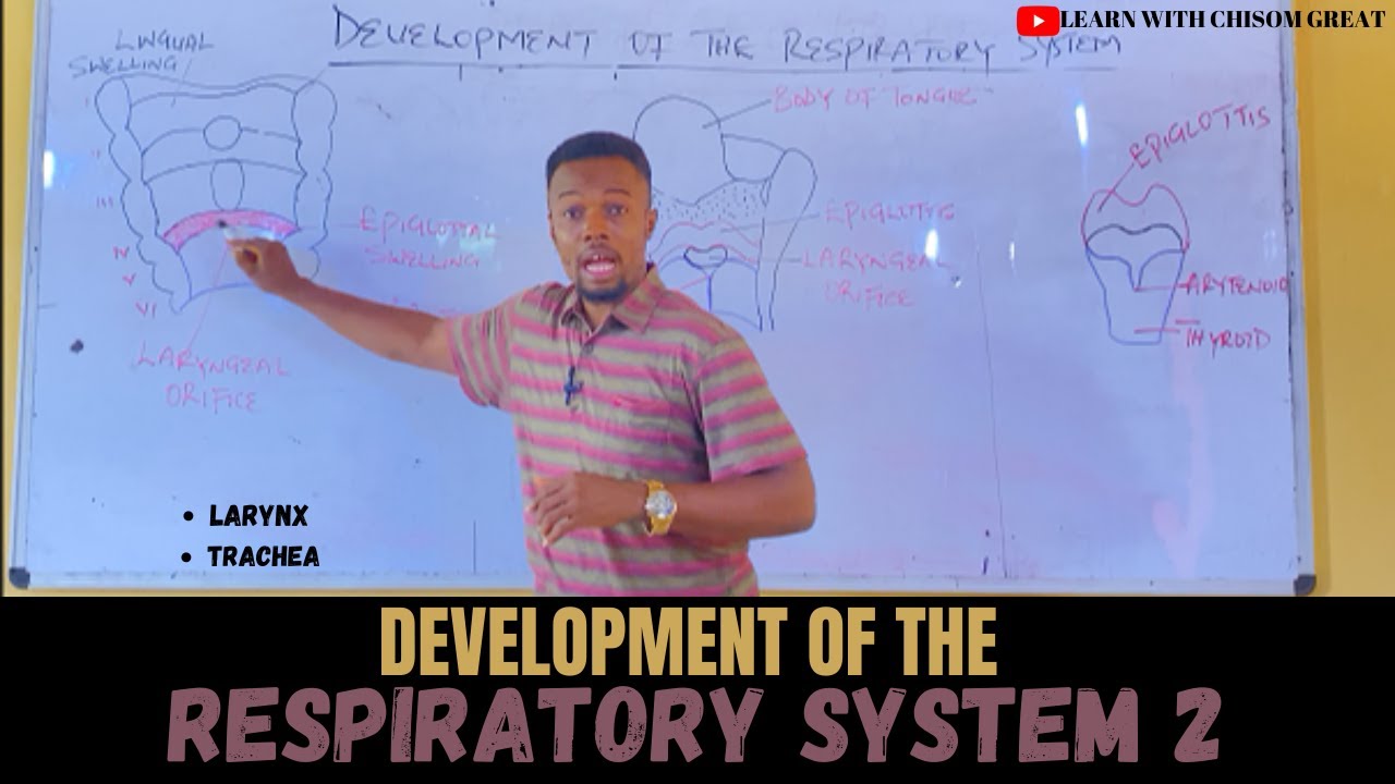 EMBRYOLOGY OF THE RESPIRATORY SYSTEM 2 || LARYNX AND TRACHEA - YouTube