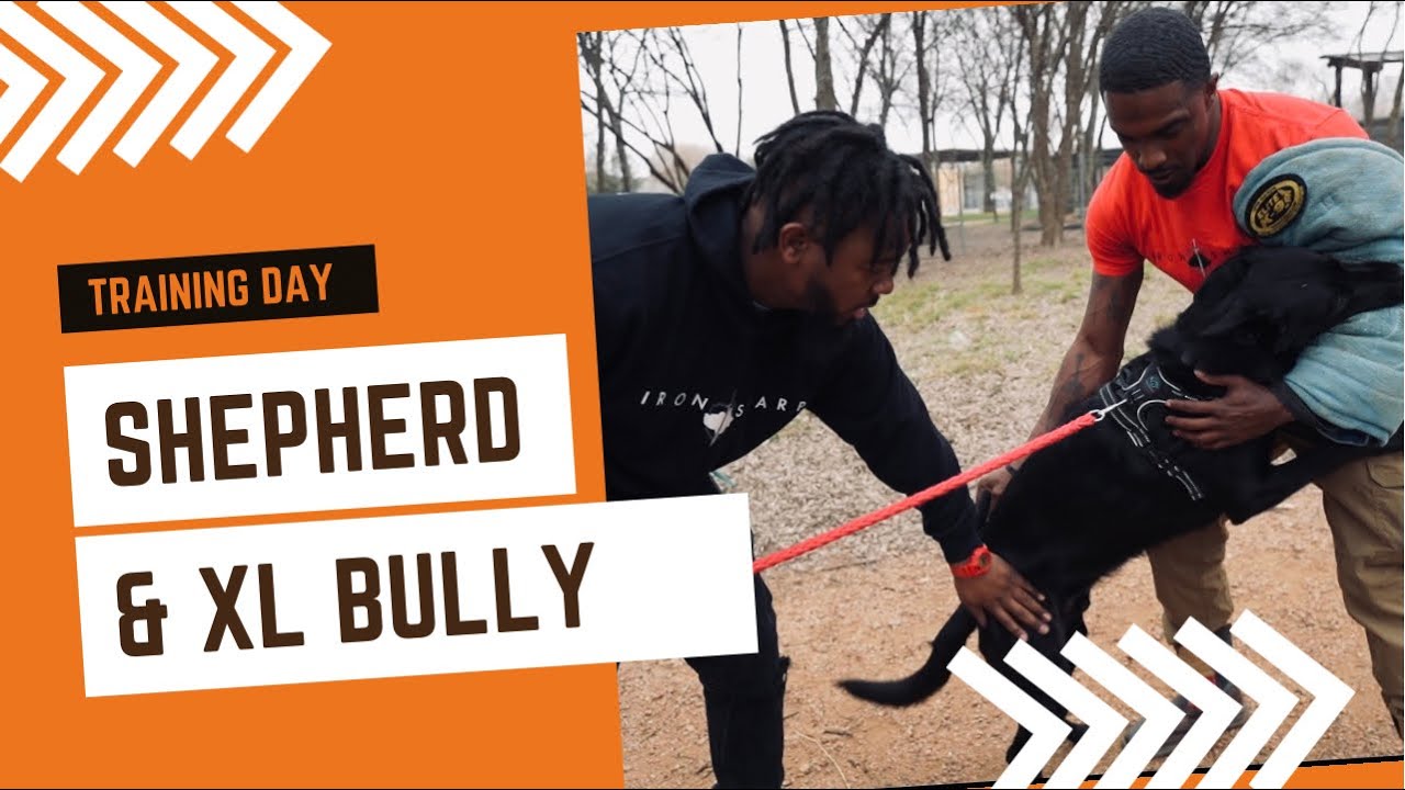 German Shepherd & XL Bully | Bite Session - YouTube