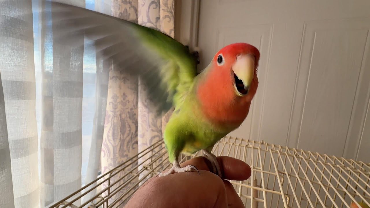 Jojo Loca Lovebird - YouTube