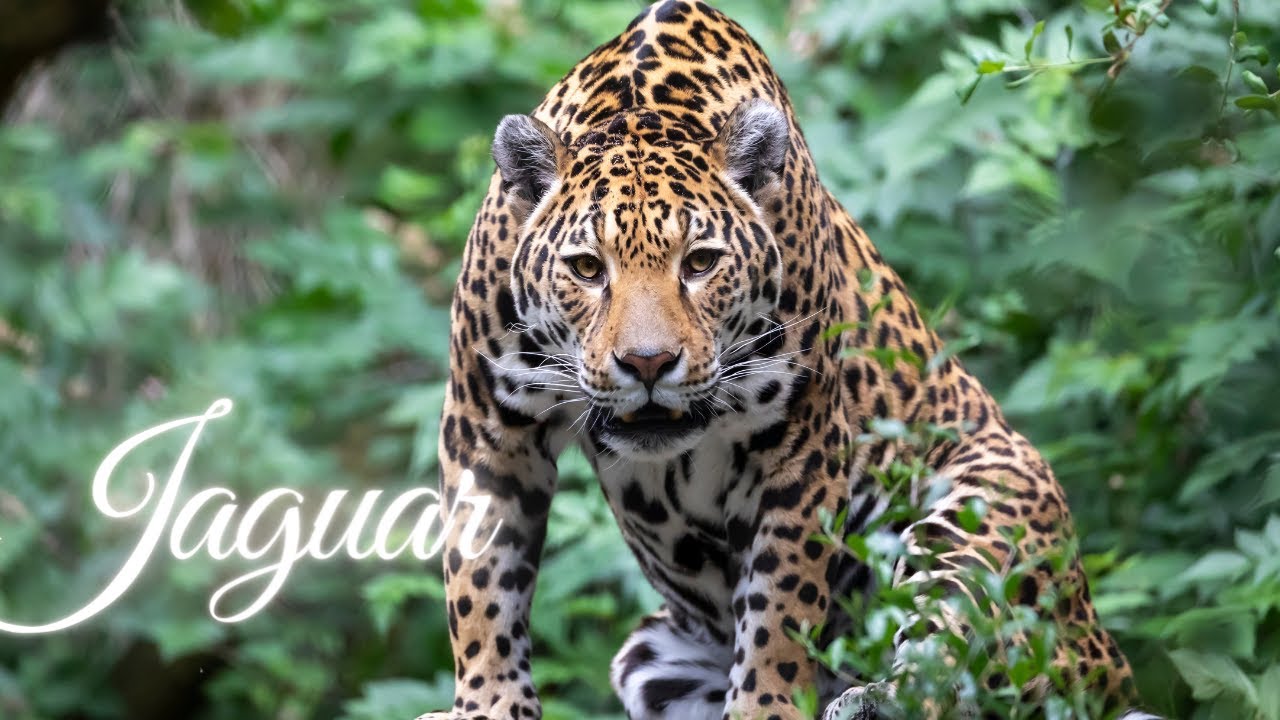 Animals for kids | Jaguars | Wildlife for kids | Nature Lovers - YouTube