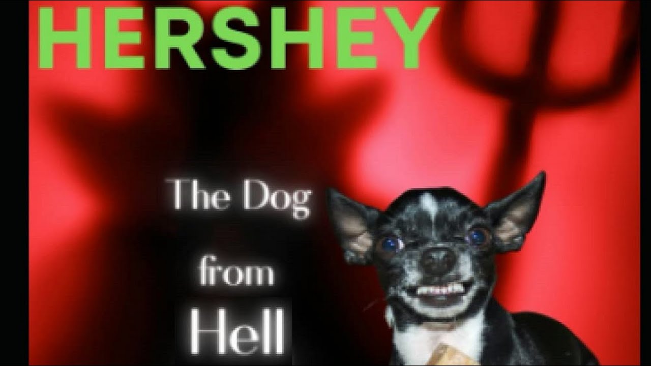 Hershey: The Dog from Hell! - YouTube