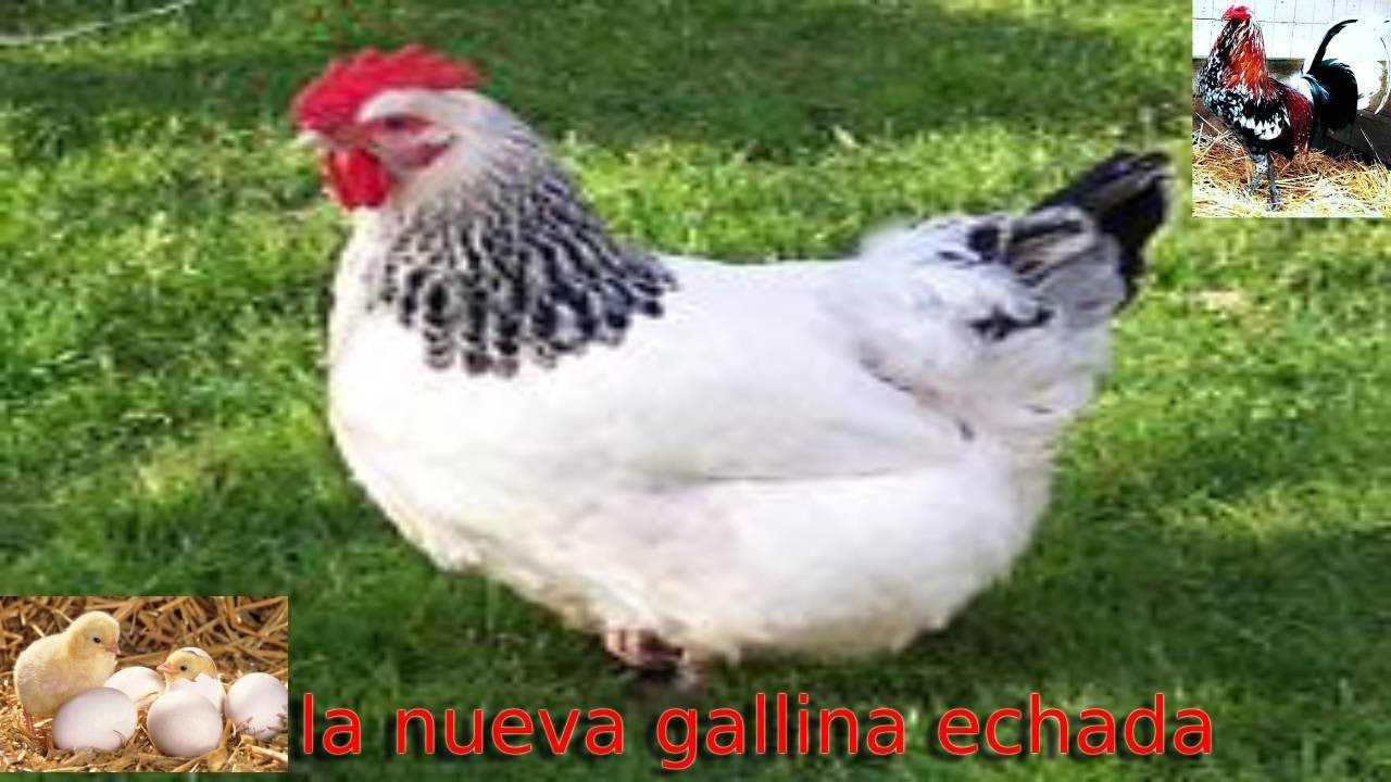 UN BUEN AÑO GALLINA ECHADA - YouTube