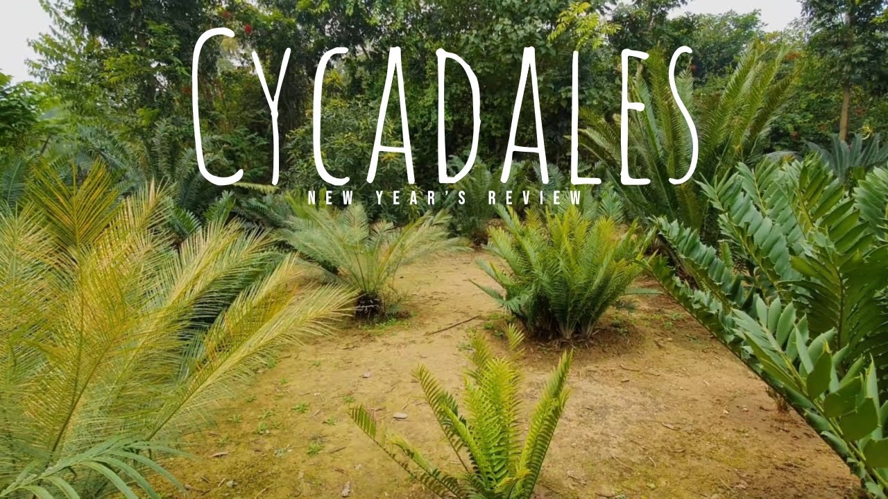Cycadales 2020 ( Cycad Cycas Zamia Cultivation Review ) - YouTube