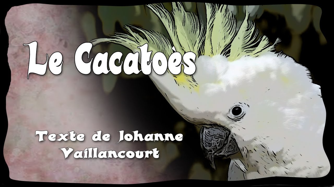Le Cacatoès, selon le texte de Johanne Vaillancourt - YouTube