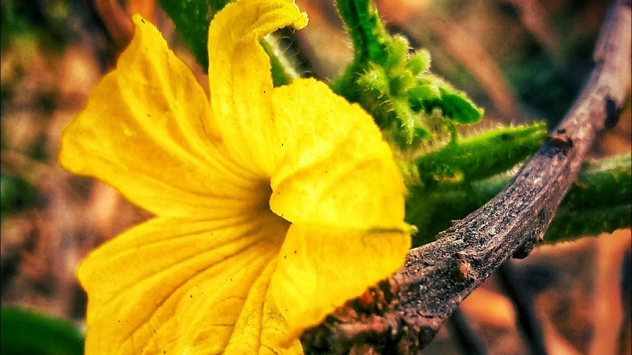 প্রকৃতির কিছু ফুল | Some natural flower | Meher Jahan Aney| - YouTube