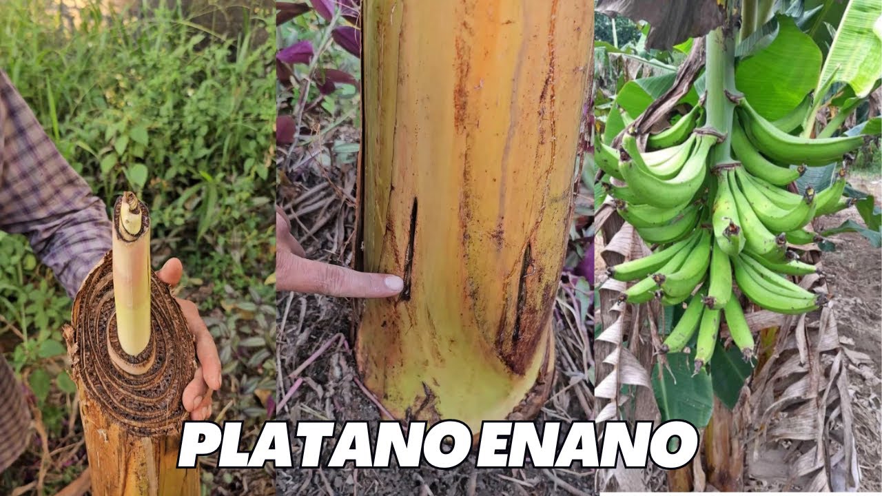 Poda y Capado de planta de Platano para tener cosecha en plantas enanas ...