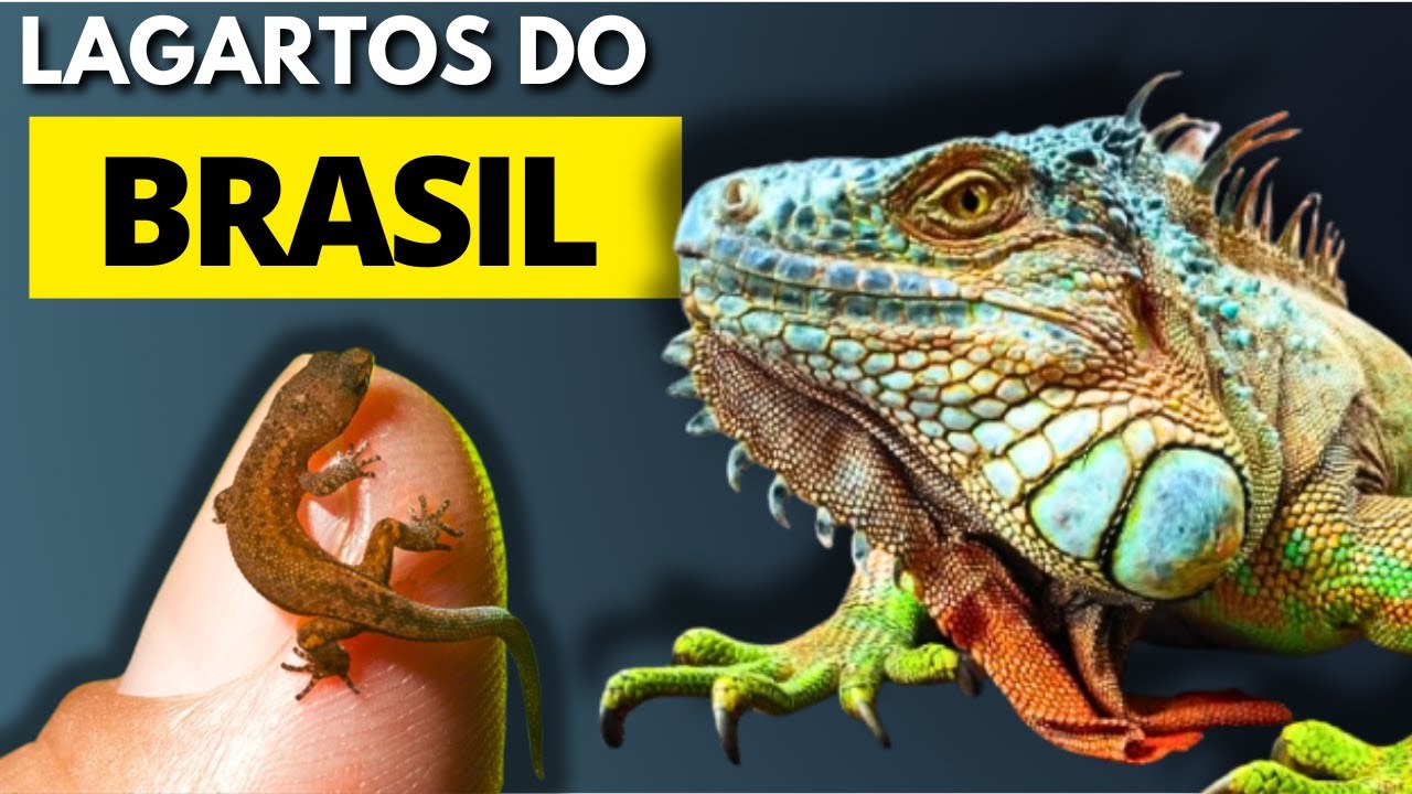 LAGARTOS DO BRASIL I LAGARTO TEIÚ, JACURARU, CALANGO, TROPIDURUS ...