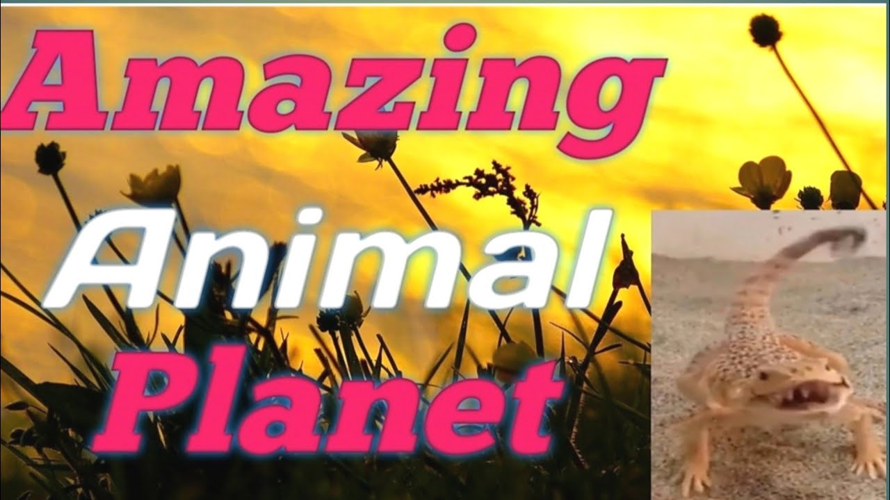 Amazing Animal Planet - YouTube