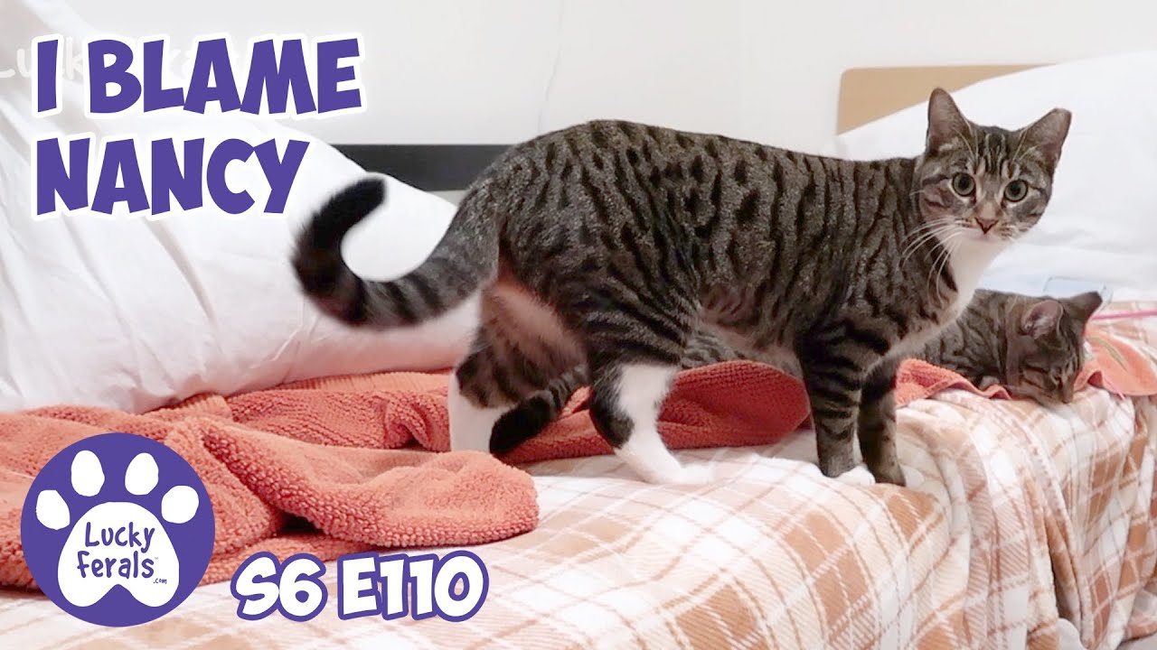 I Blame Nancy, Pop And Play Cat Toy | S6 E110 | Training Feral Cats ...