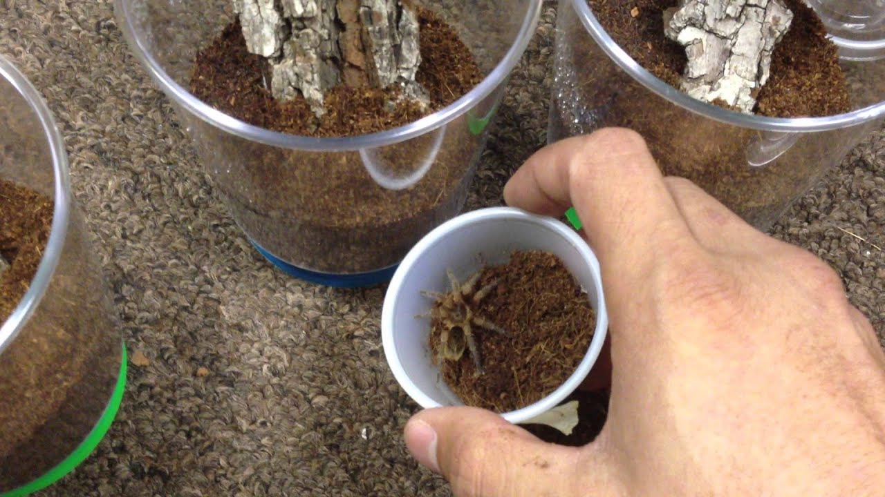 Euathlus sp Blue Rehousing Blue Beauty - YouTube