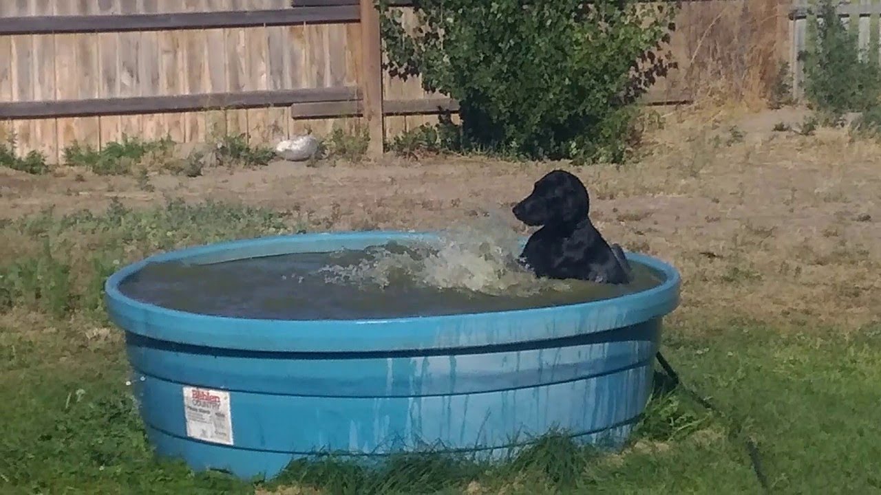 Black Lab in a Pool || ViralHog - YouTube