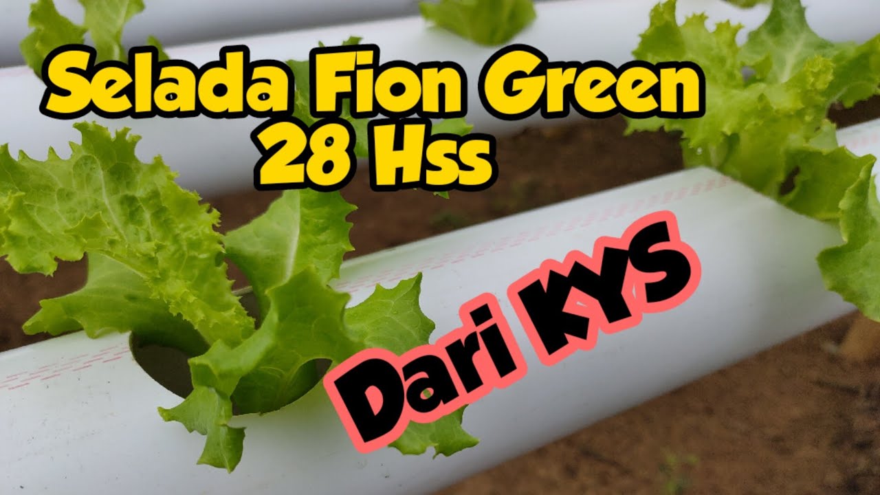 Selada Fion green Usia 28 Hss dari Known You Seed - YouTube