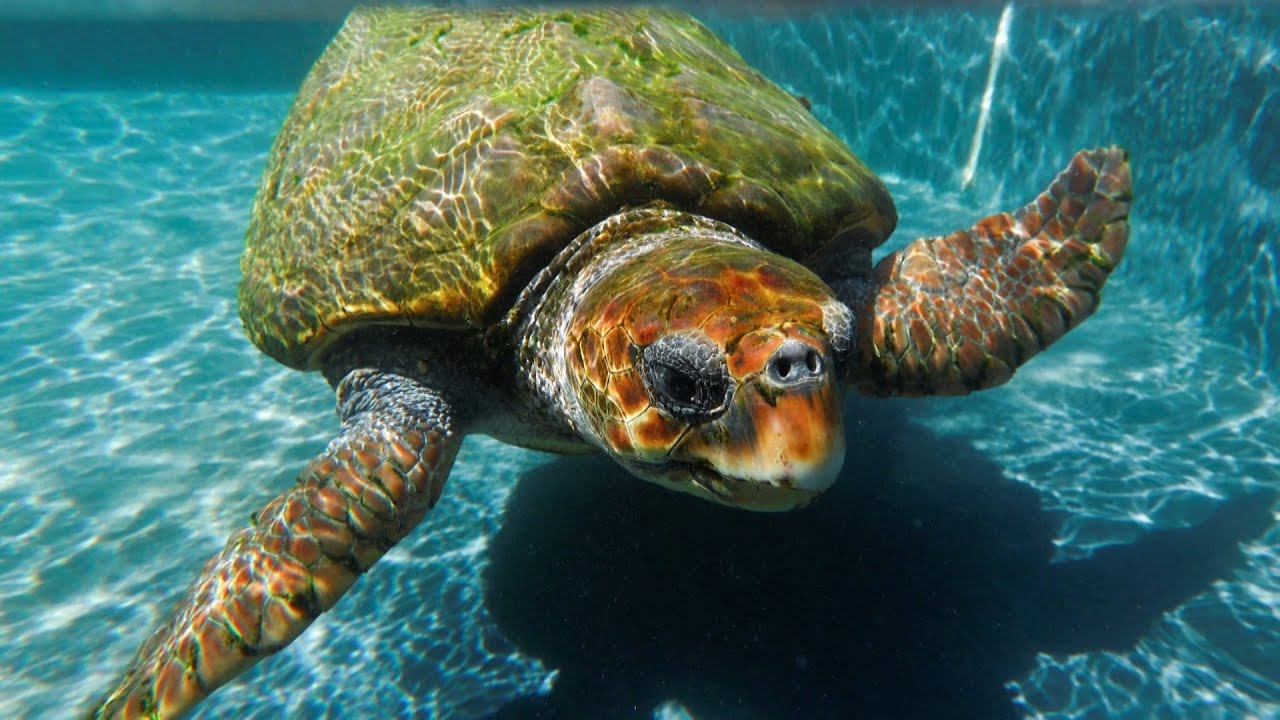 Why are loggerhead turtles colonizing the Mediterranean? - YouTube