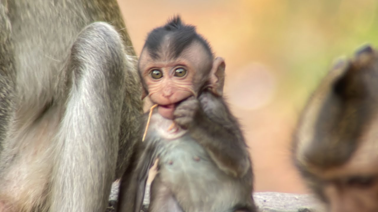 so lovely two baby monkeys | wildlife of baby monkey #viralvideos - YouTube