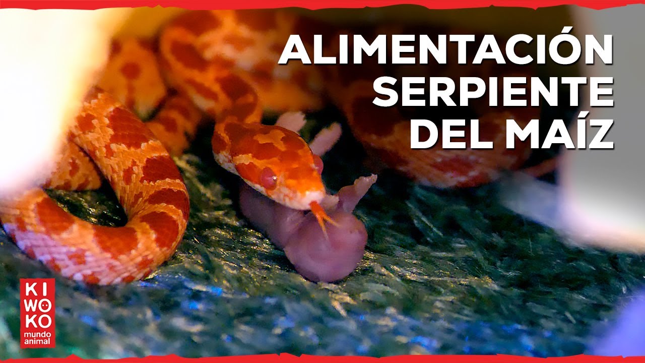 ¿Qué come la Serpiente del Maíz? 🐍 | Alimentación Reptiles | KIWOKO ...