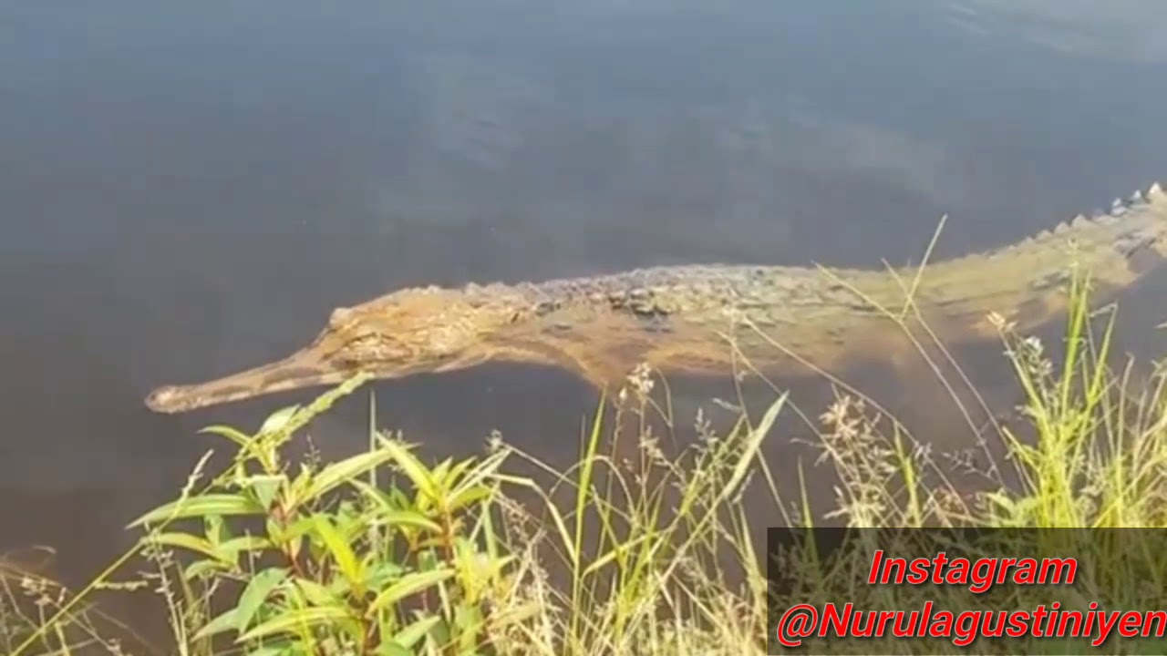 Extrim!! Penampakan kemunculan buaya ganas pemangsa di sungai rokan di ...