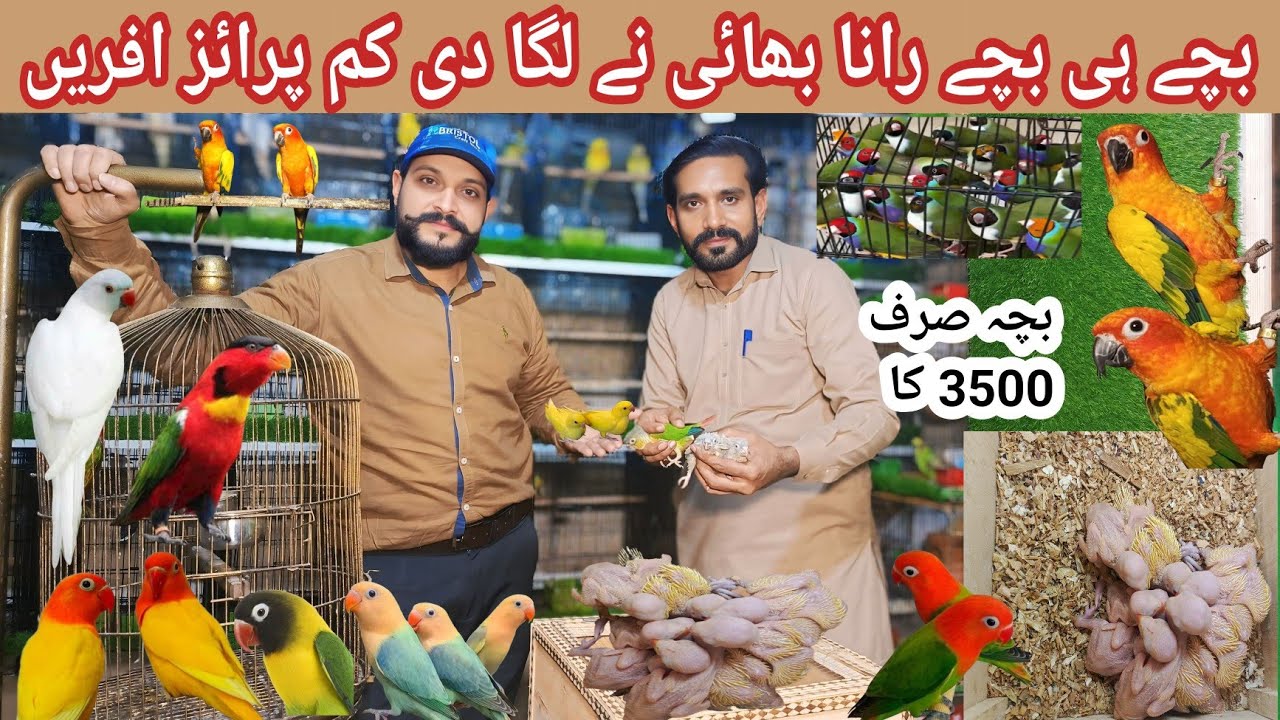 big birds ke bacche hi bacche ab milenge aapko 3500 ka per bacca ...