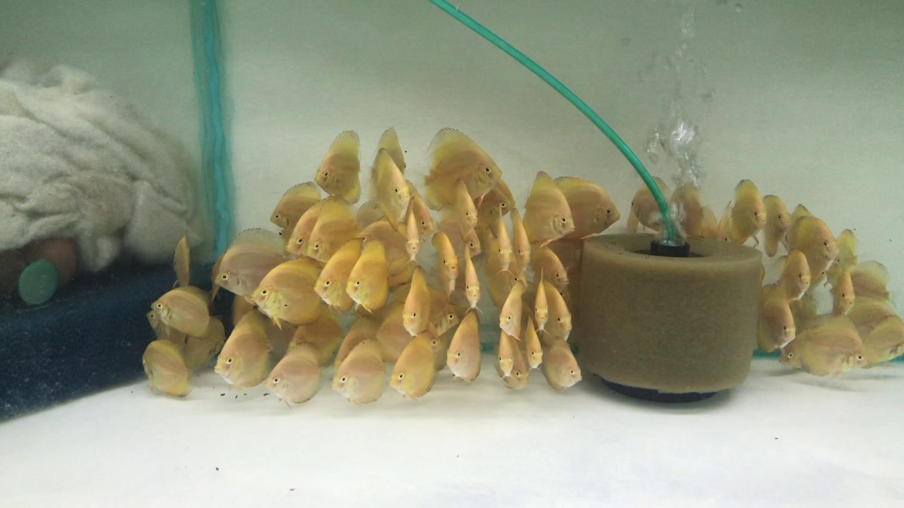 Yellow lemon discus - YouTube