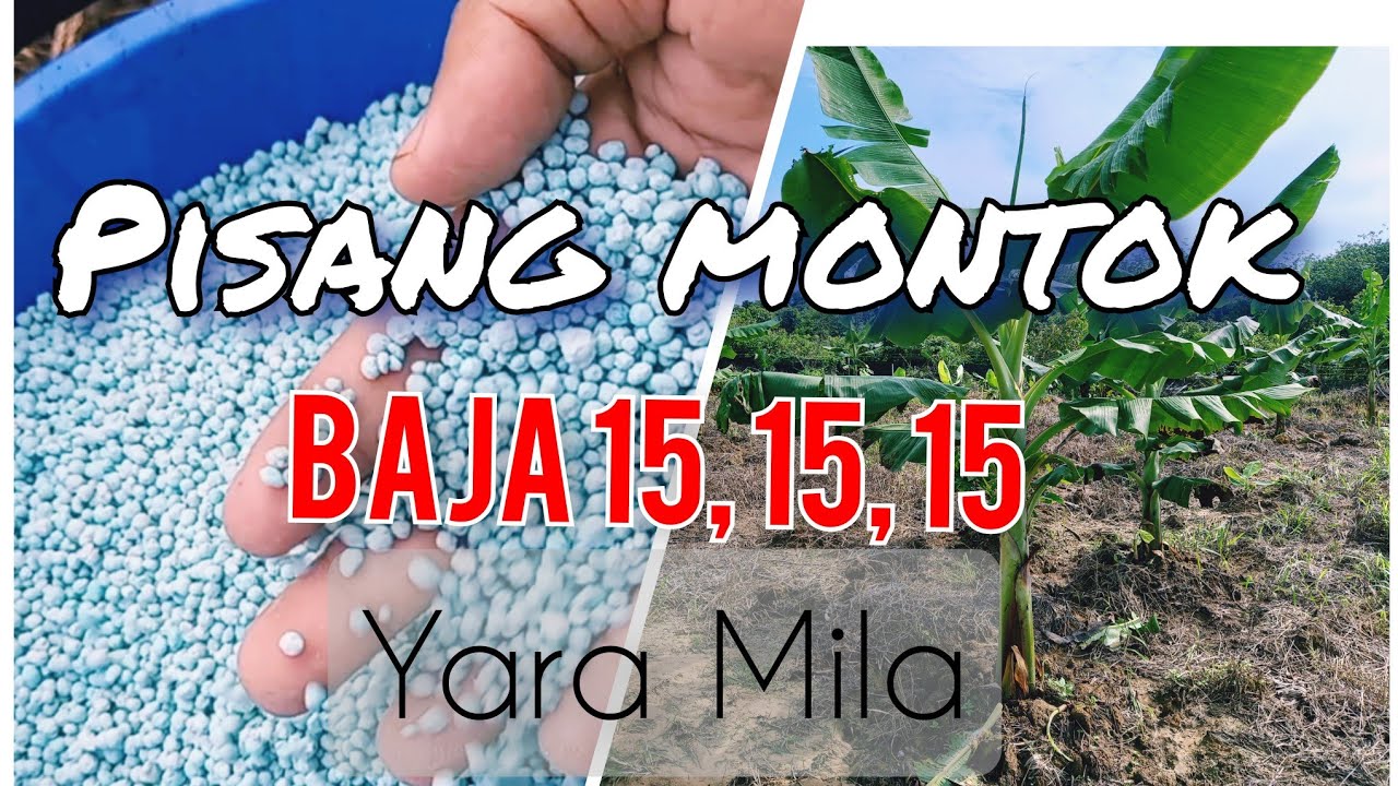 Baja subur dan gemuk pokok pisang. - YouTube