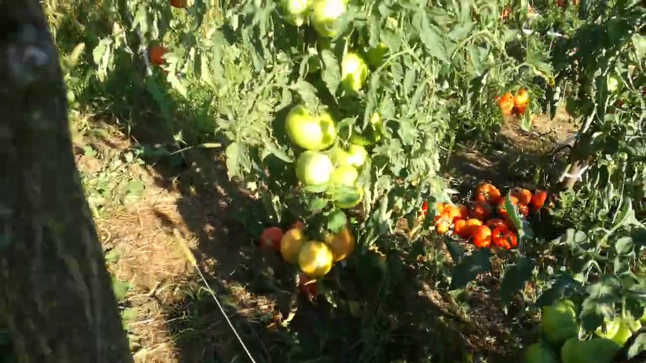 Gradina lui Dan- recolta rosii bio la inceputul lui septembrie 2020 ...