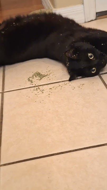 Moony over-indulging on catnip - YouTube