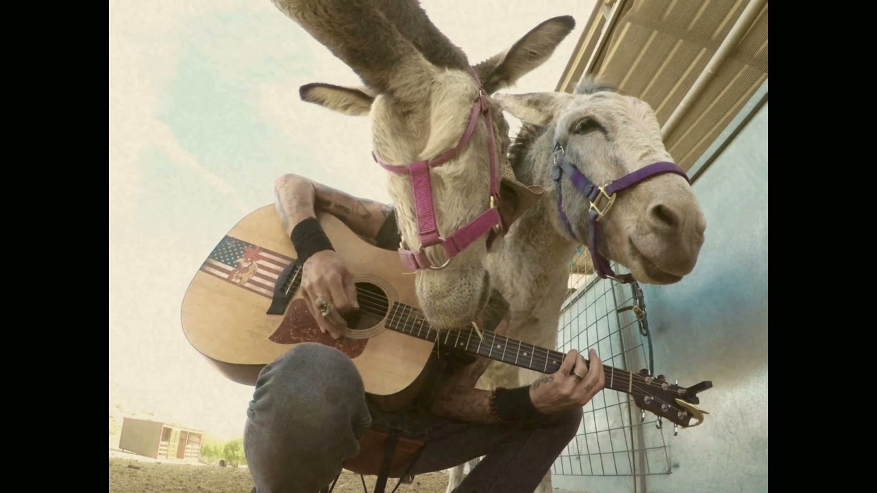 Donkeys loving a classic hit song these donkeys love live music famous ...