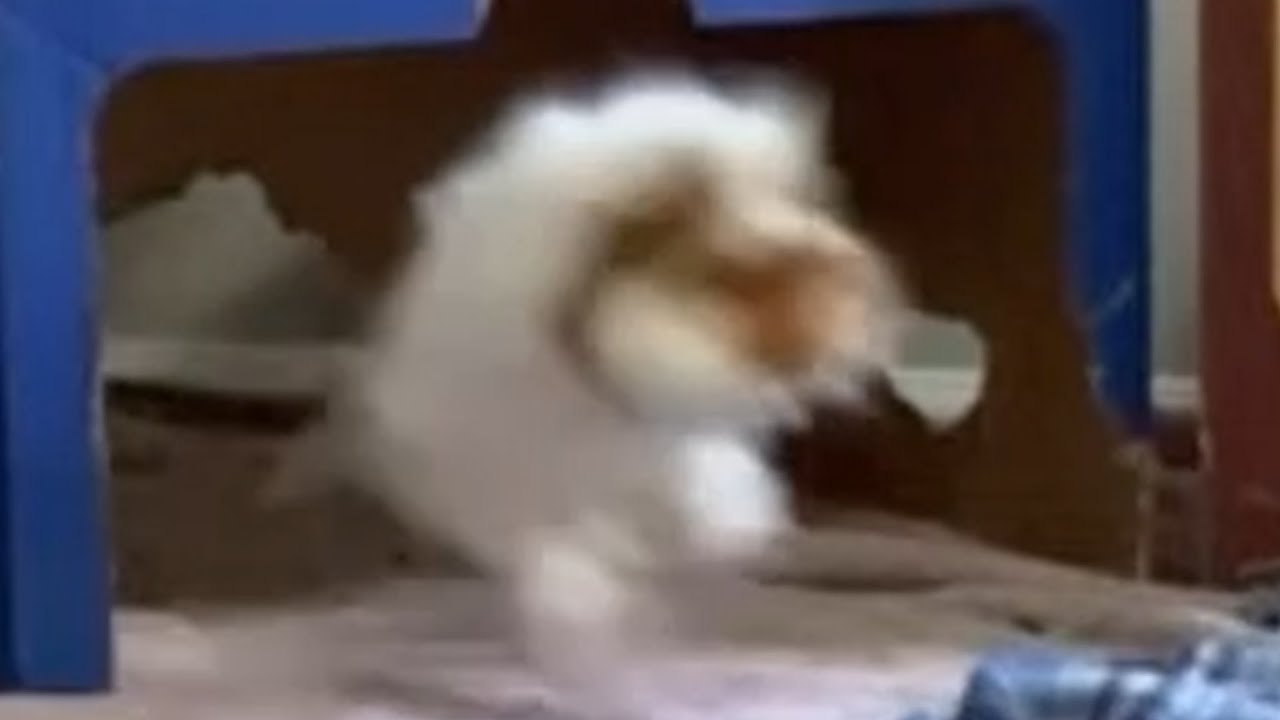 WEEEEEEEEE - YouTube