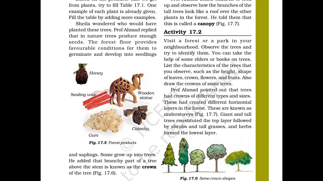 Forest Our Lifeline Class 7 Chapter 17, SCIENCE @ncertvideobook - YouTube
