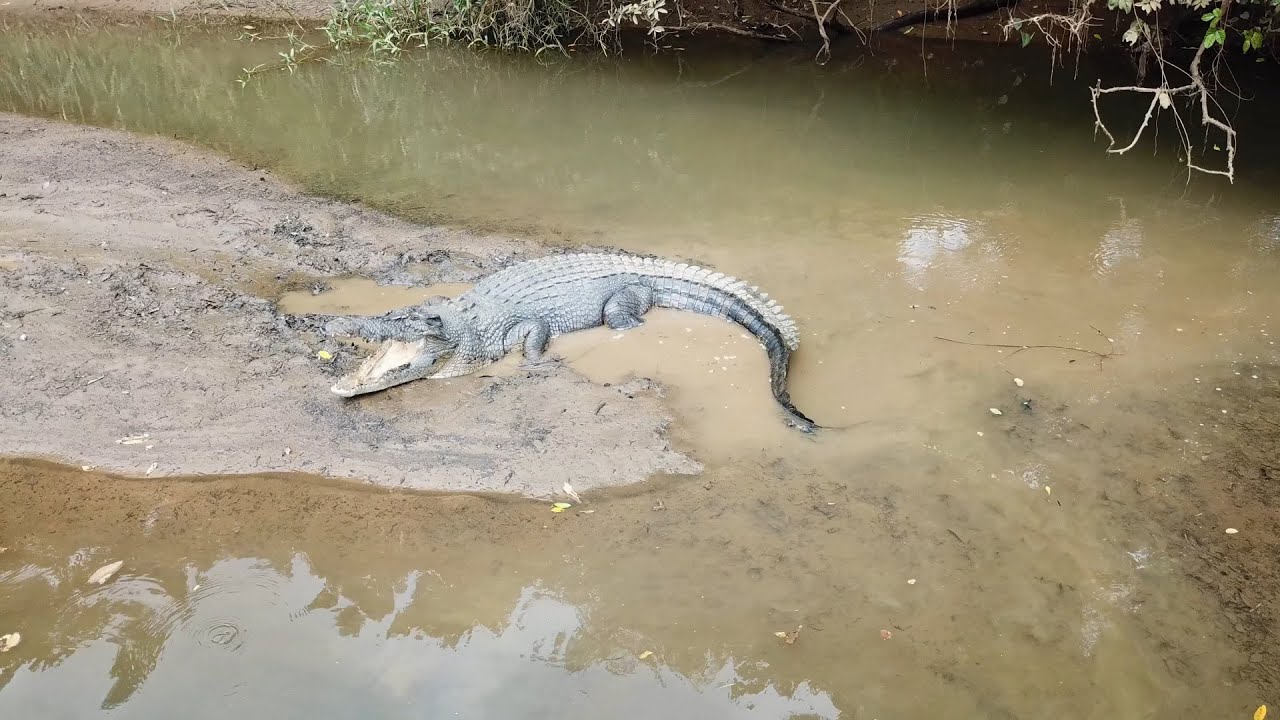 Crocodile Drone Footage - YouTube