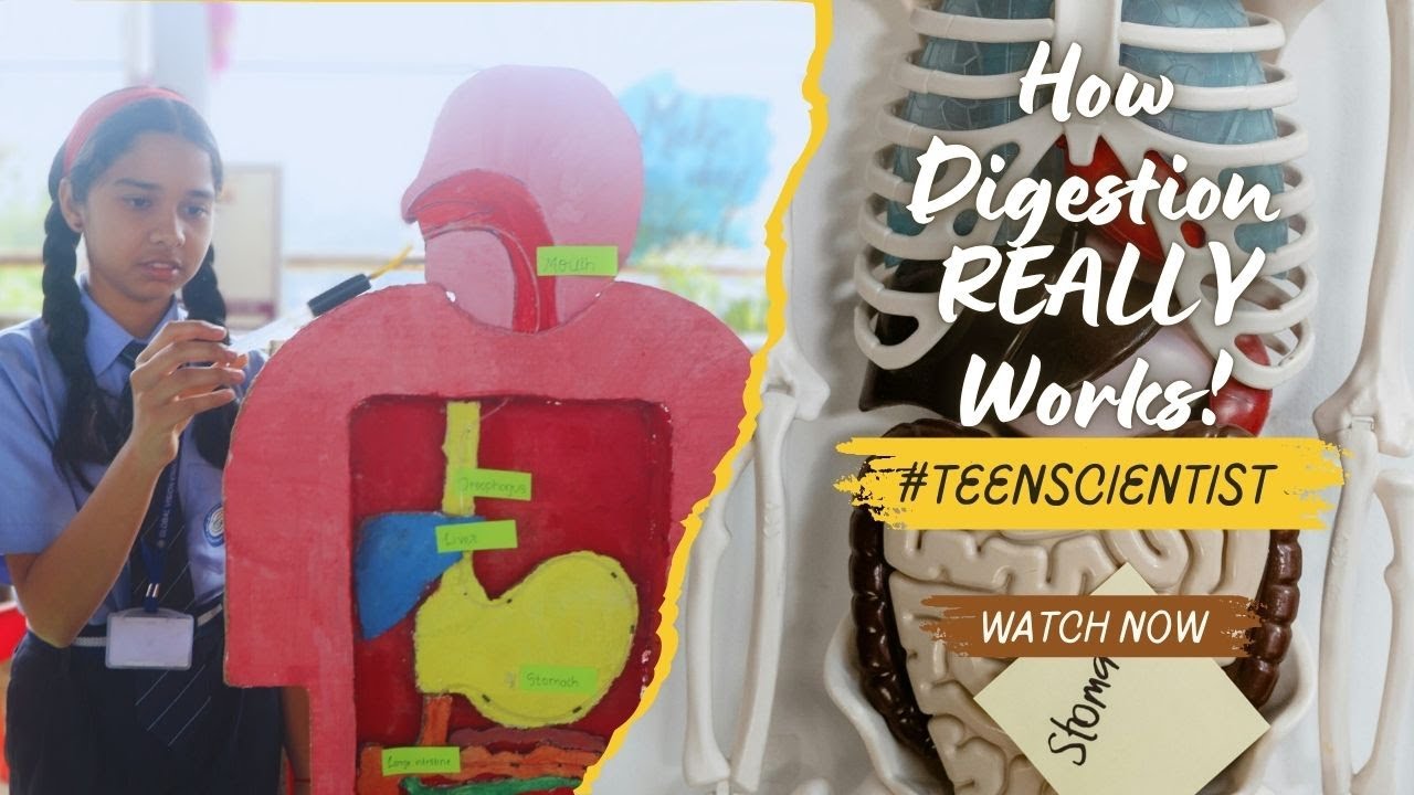 Inside the Digestive System: DIY Intestine Model & Teen Science Demo ...