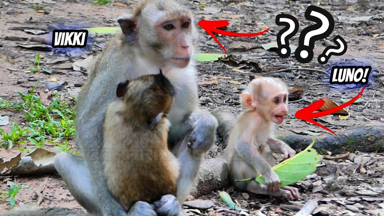 Mommy Luna's Absence: How Vikki Became a Surrogate for Baby Monkey ...