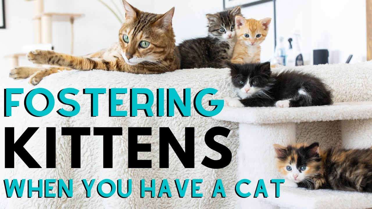 "Can I Foster Kittens If I Already Have Cats?" - YouTube