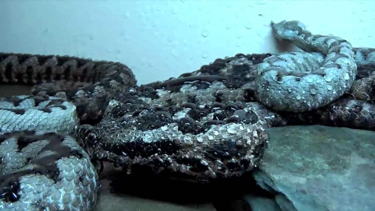 Nose Horned Vipers drinking - YouTube