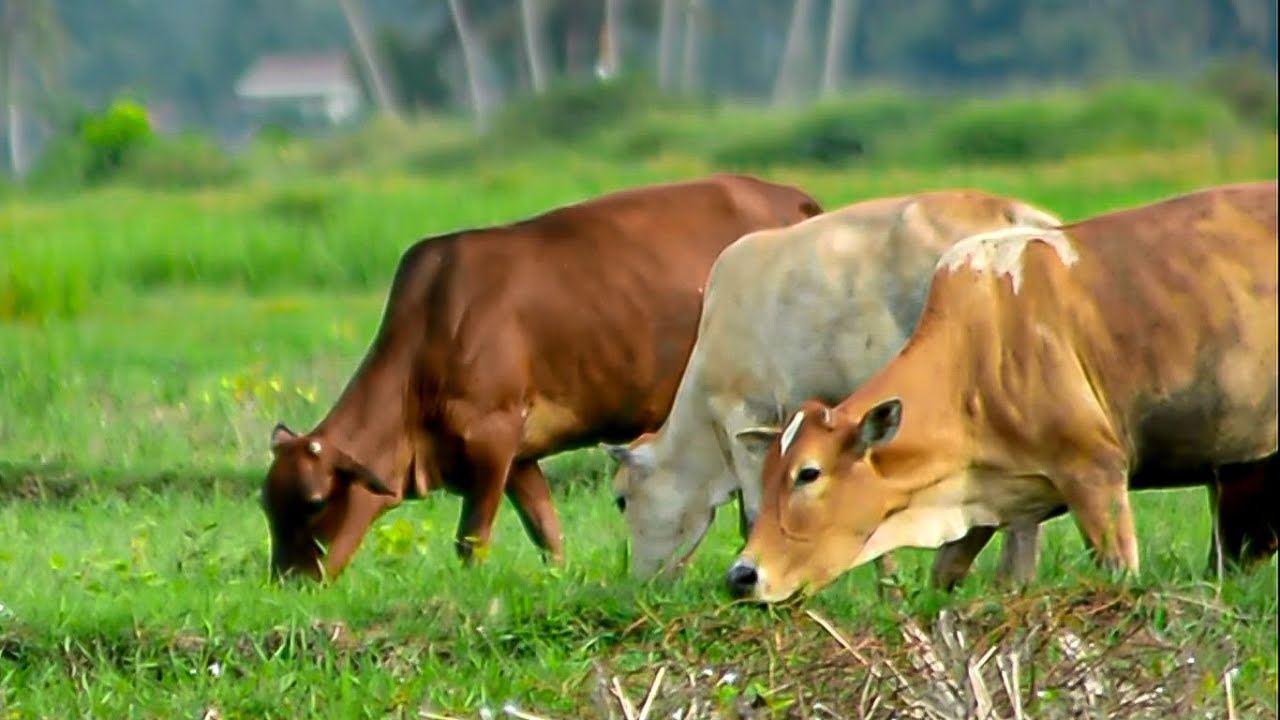 Cows in a village were released into an abandoned rice field - YouTube
