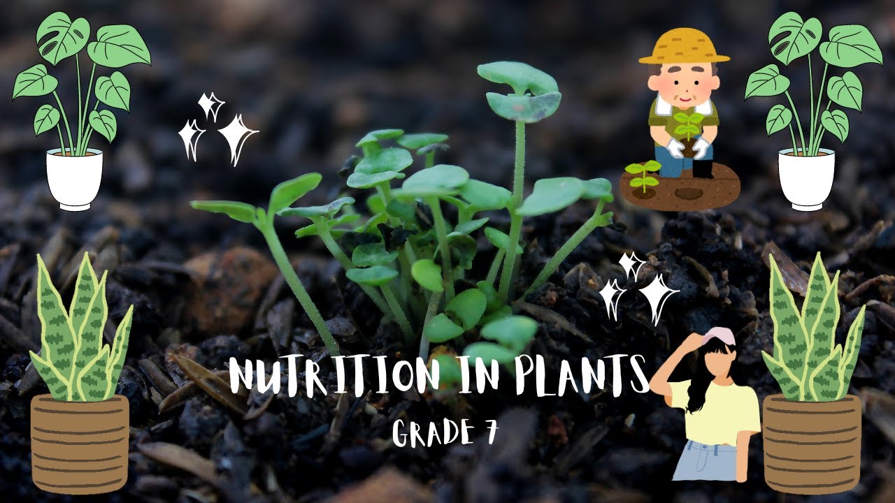 Nutrition in plant | Nourishing Nature: The Secrets of Plant Nutrition ...