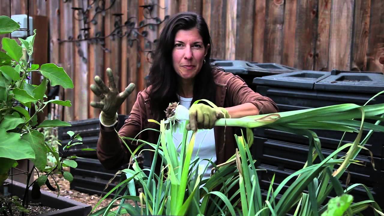 How to Harvest and Store Leeks - YouTube
