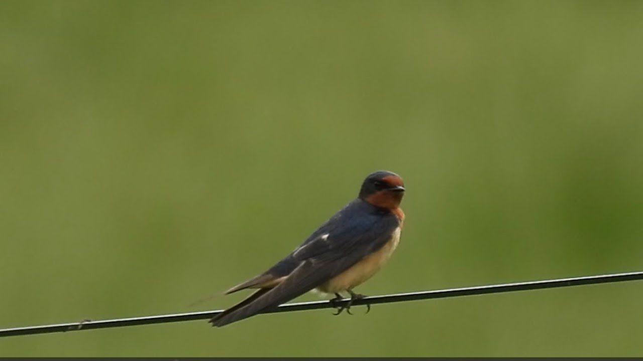 Barn Swallows #barnswallow - YouTube