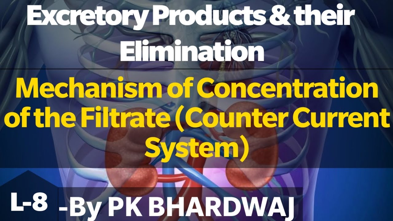 Mechanism of Concentration of the Filtrate (Counter Current System ...