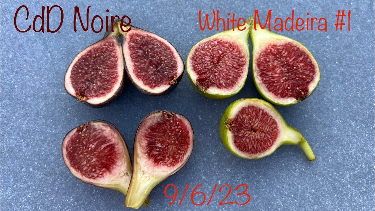 White madeira #1 and CdD Noire - YouTube