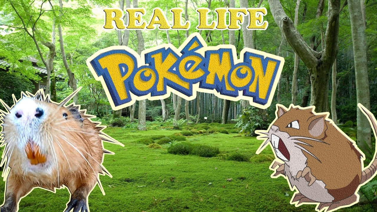 POKEMON IN REAL LIFE (RATICATE) - YouTube