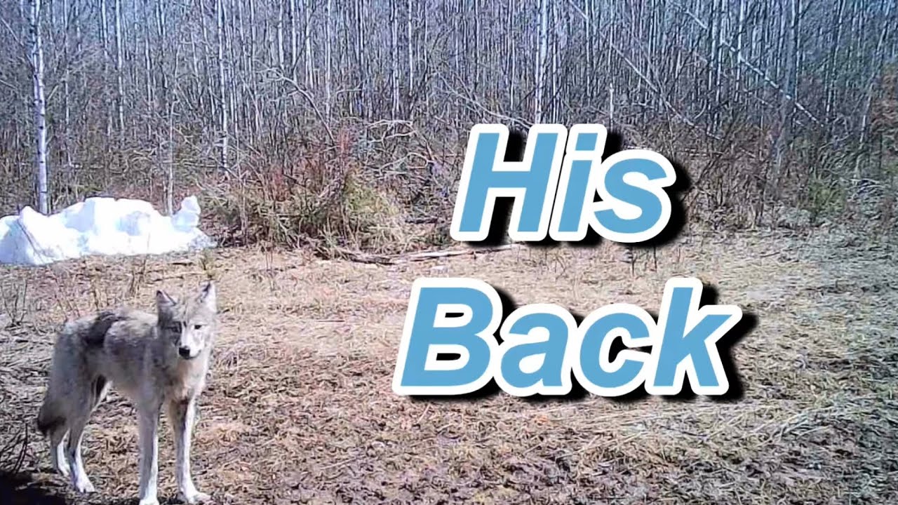 He’s back..I need this trespasser to go away - YouTube
