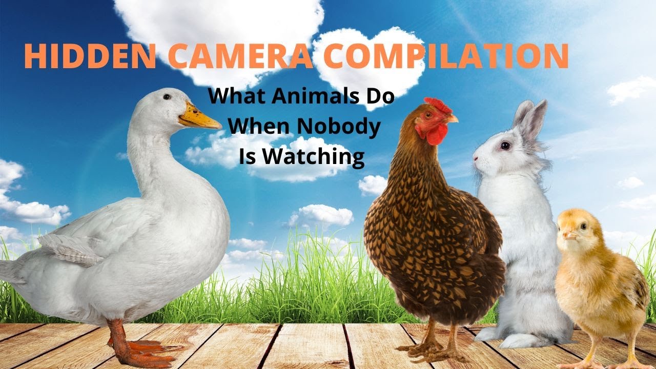 Hidden Camera Compilation - What Animals Do When Nobody Is Watching ...