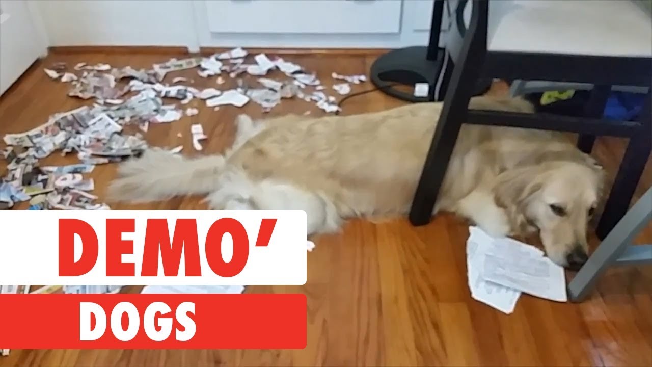 Demo Dogs - YouTube