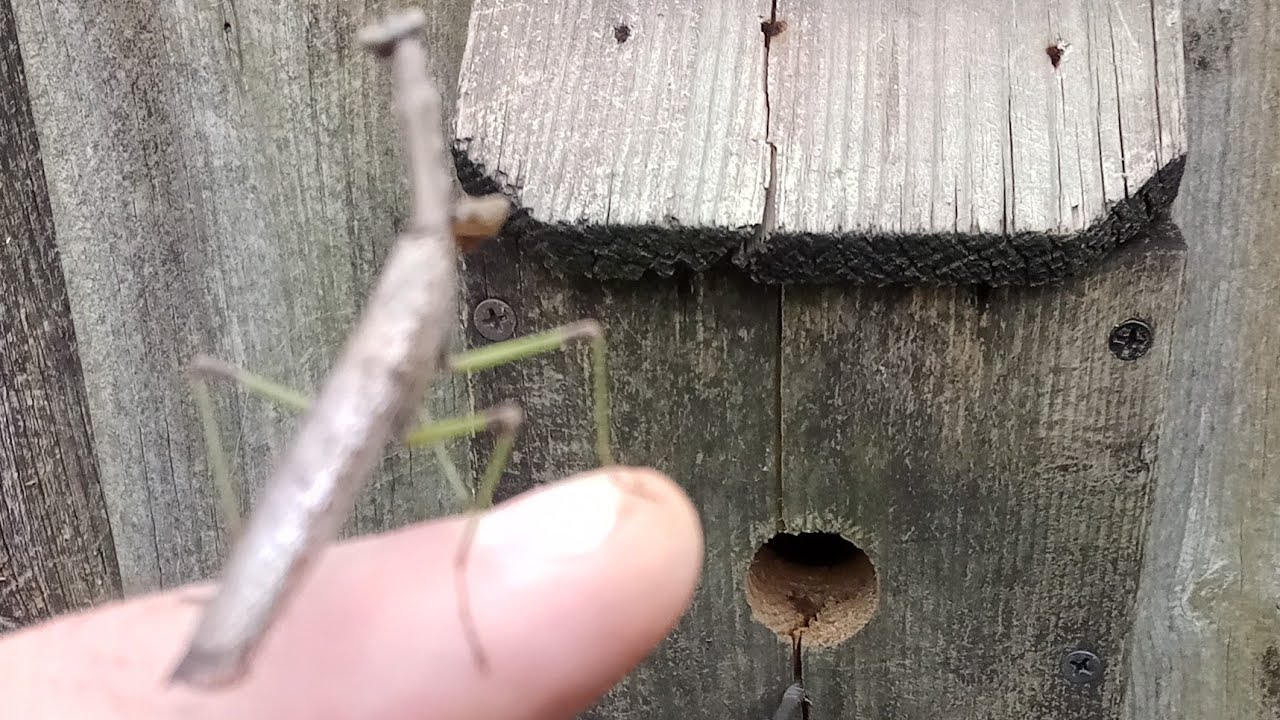 Praying Mantis Iowa Fall #prayingmantis #insects - YouTube