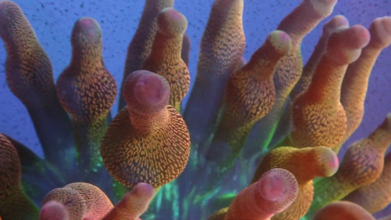 4k Bubble Tip Anemones Black Widow & Rainbow BTA UHD Saltwater Coral ...
