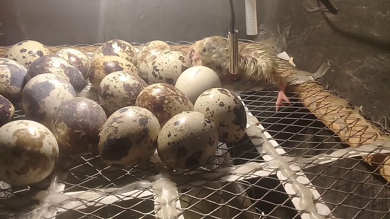 Batair (Quail) chicks hatching.... - YouTube