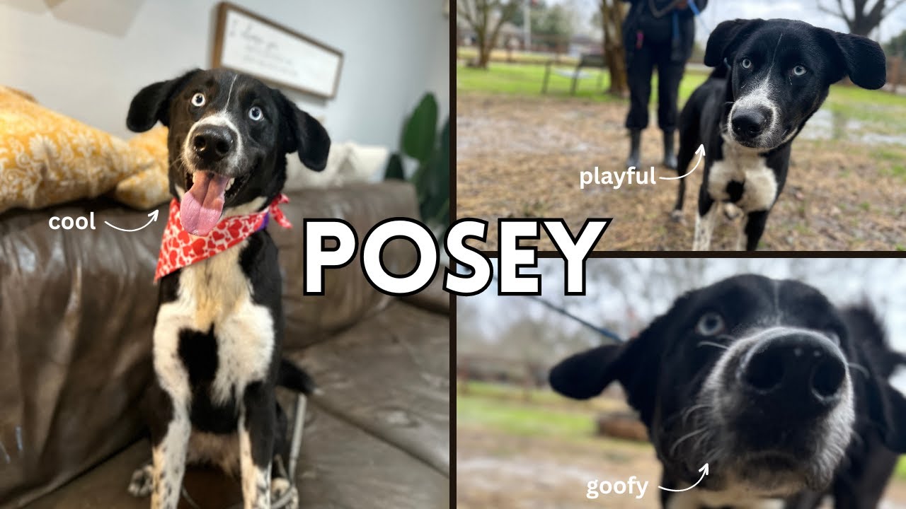 Pocket full of perfect Posey - YouTube