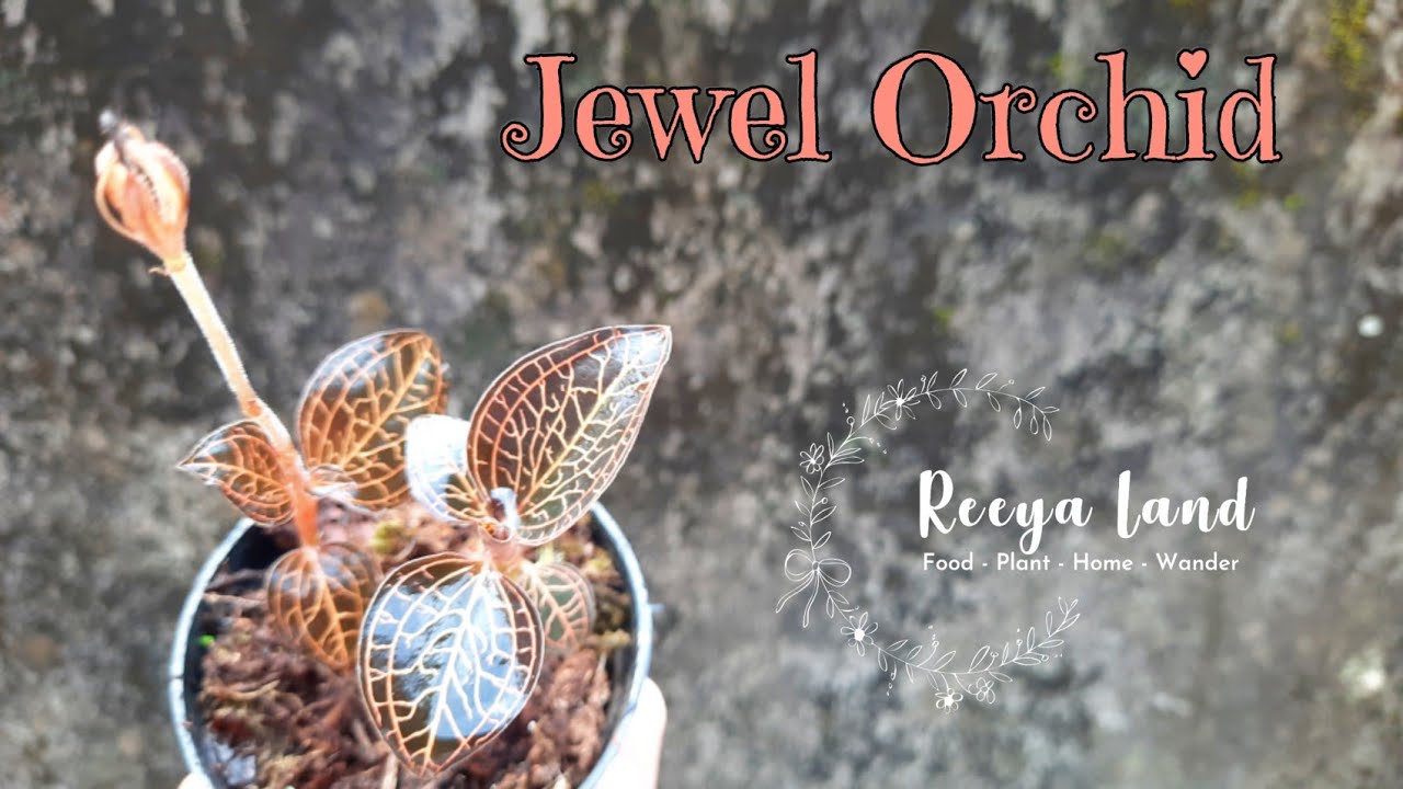 Shopee Haul : 5 Jenis Anggrek Permata (Jewel Orchid) Murah, Imut dan ...