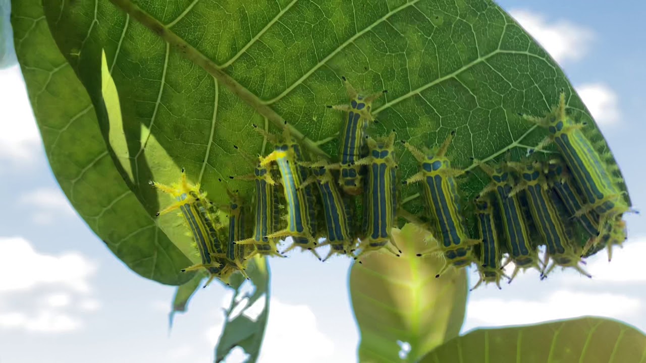 Cashew nut worm - YouTube